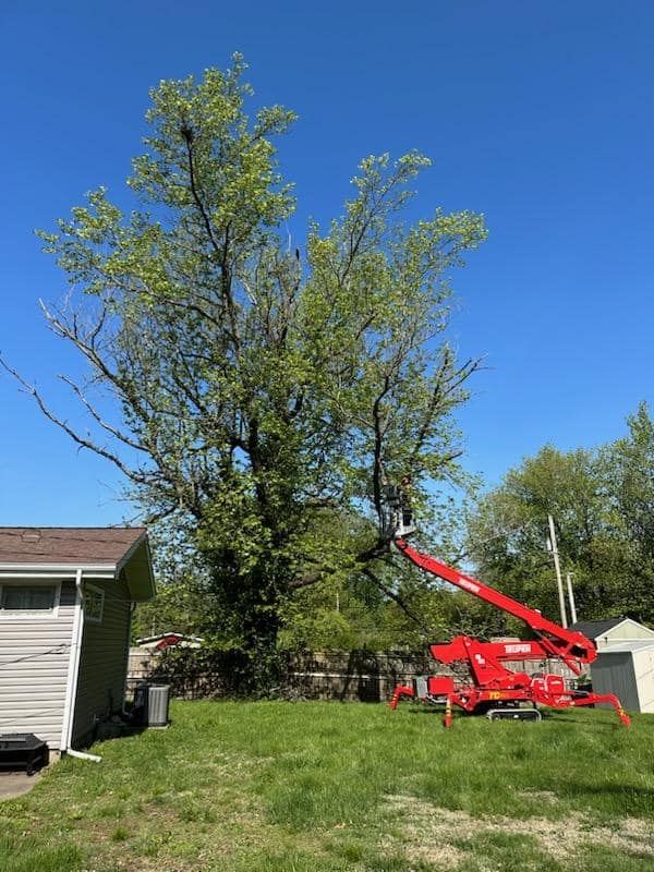 Tree Services in Southern Illinois - KV Trees, LLC